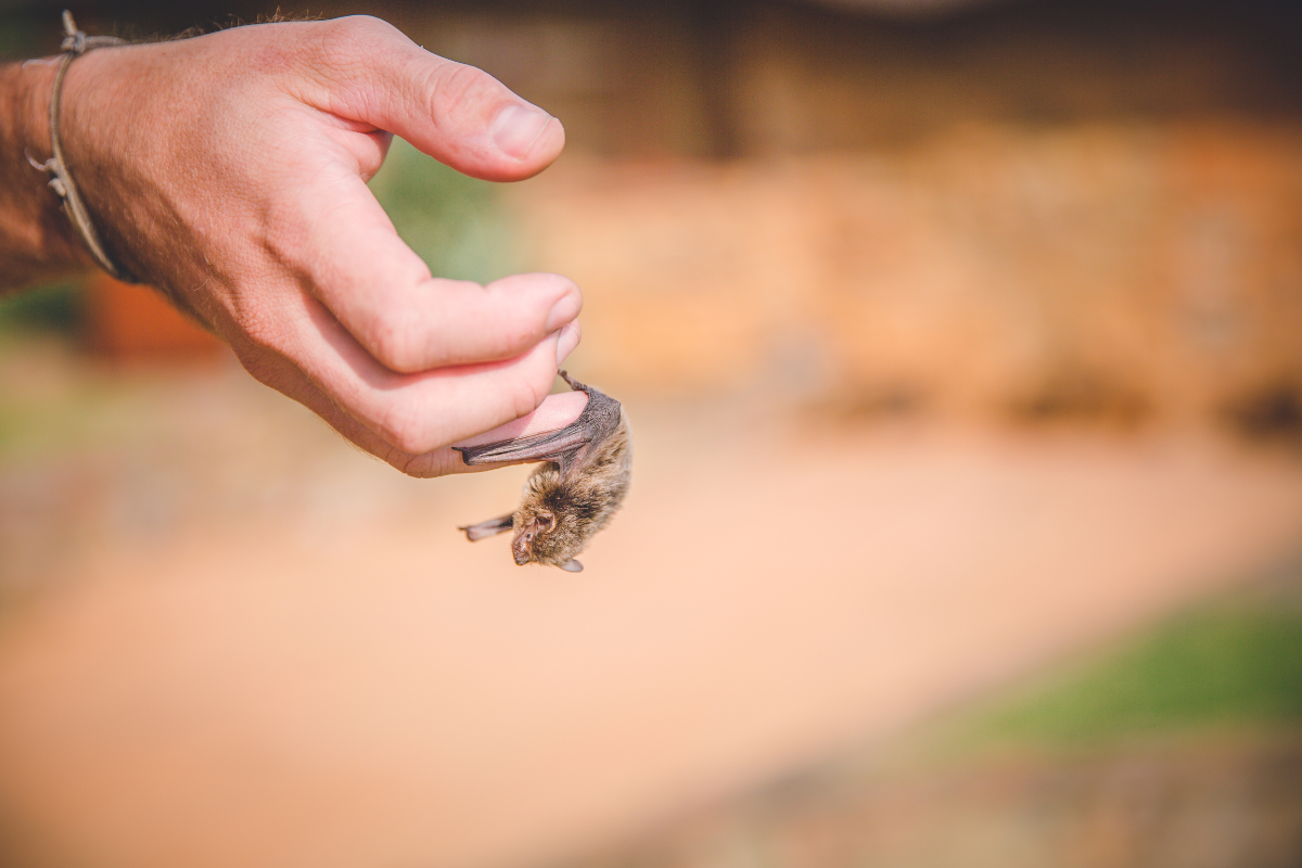 Are We All Animals? Understanding Nocturnal Behavior - Good Morning ...